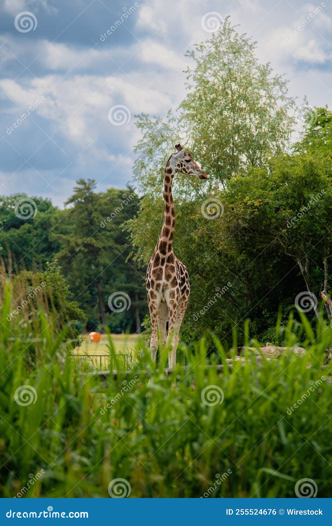 Vertical Shot of a Giraffe at the Zoo. Stock Illustration ...