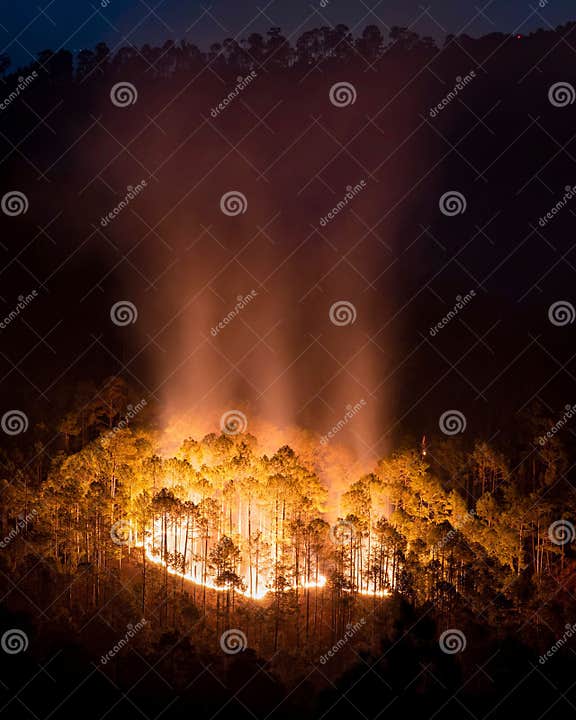 Vertical Shot of Glowing Forest Fire at Night Stock Photo - Image of ...