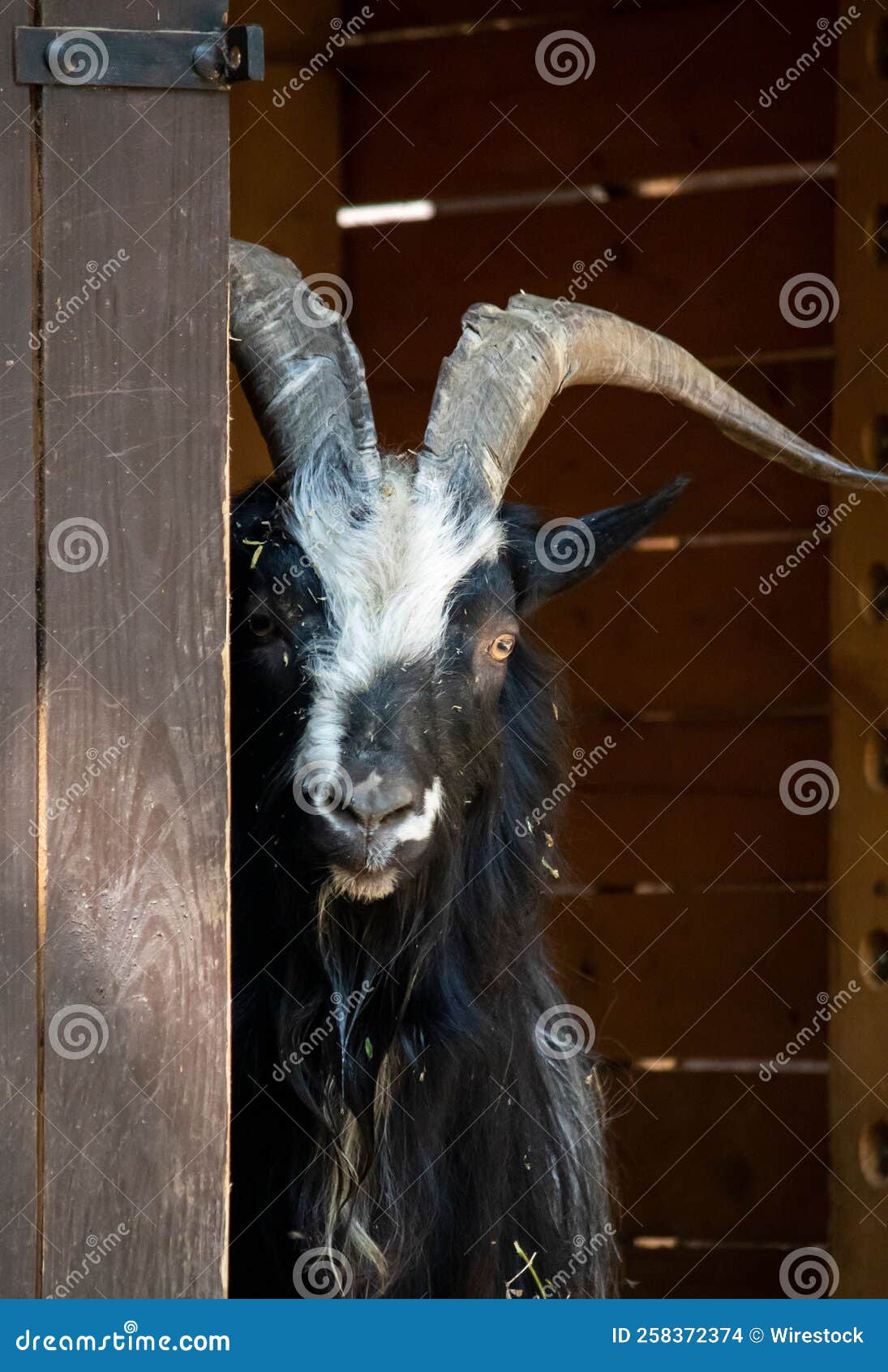 Vertical Shot of a Goat in a Barn Stock Photo - Image of wild, wildlife ...