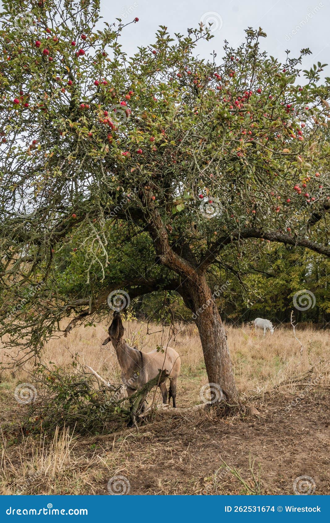 Vertical Shot of a Goat Eating a Tree Leaf Stock Photo - Image of ...