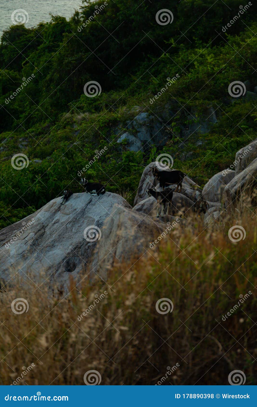 Vertical Shot of Goats on Standing on Rocks in Vietnam Stock Photo ...