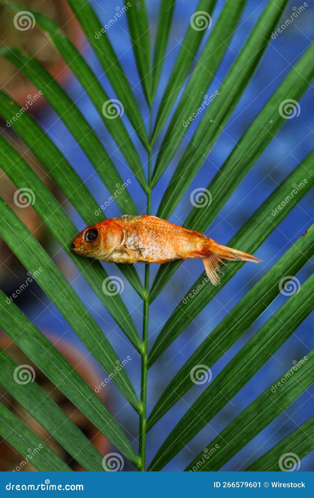 Vertical Shot of a Goldfish on a Green Leaf Stock Image - Image of ...