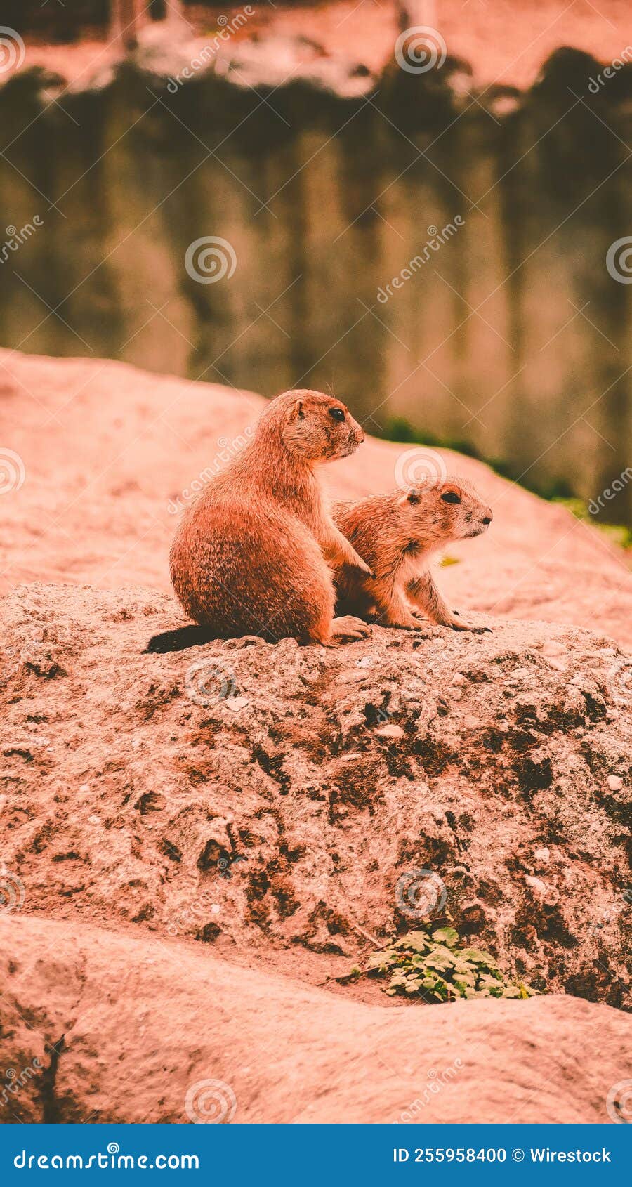 Vertical Shot of Gophers on the Ground Stock Photo - Image of furry ...