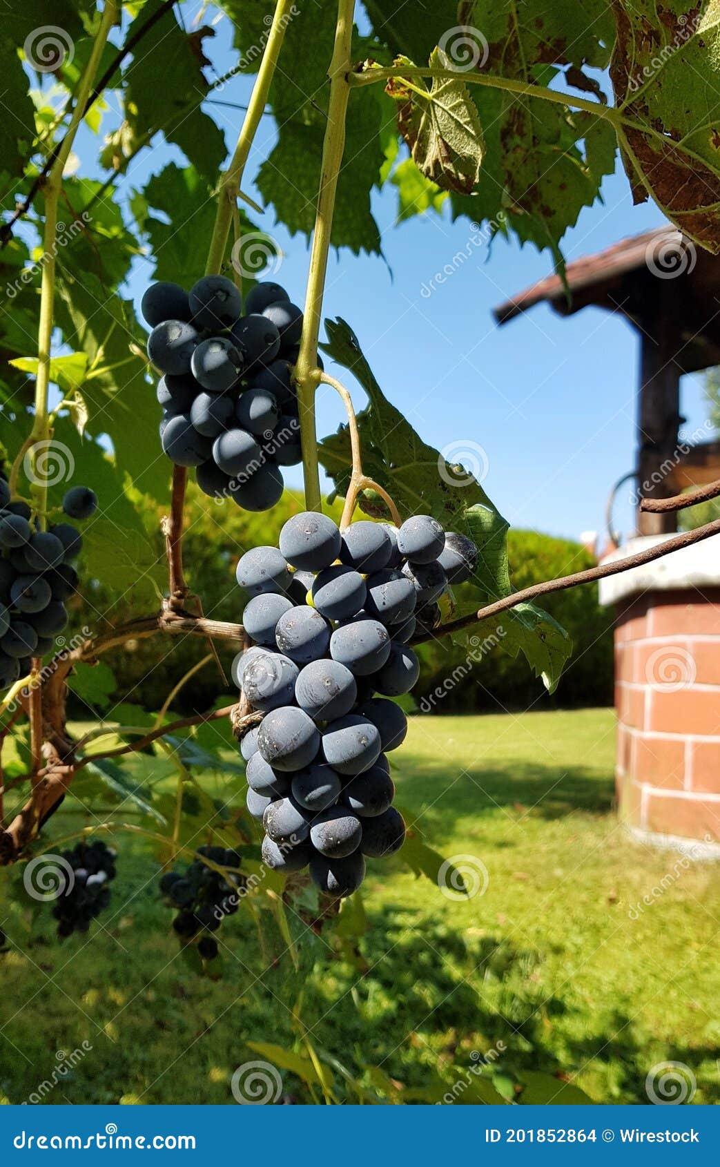 Vertical Shot of Grapes on a Grapevine Stock Photo - Image of vineyard ...
