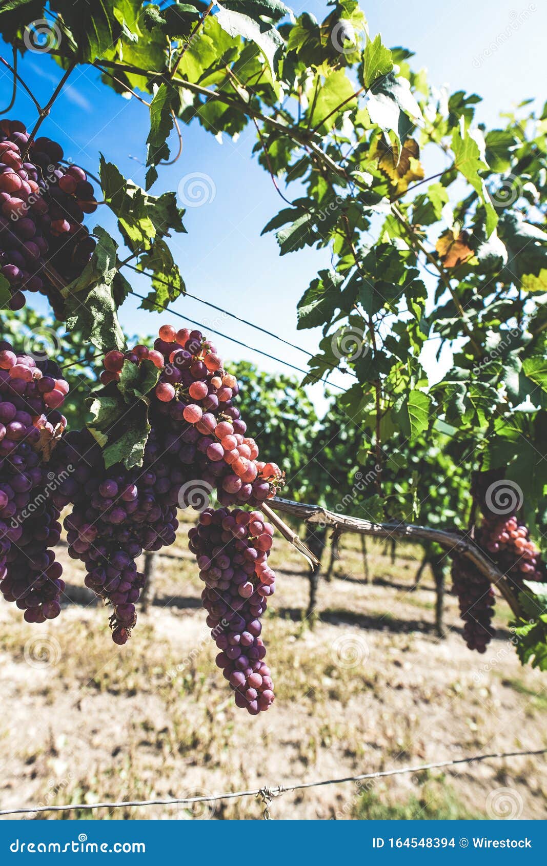 Vertical Shot of Grapes on a Tree Captured in a Vineyard Stock Photo ...