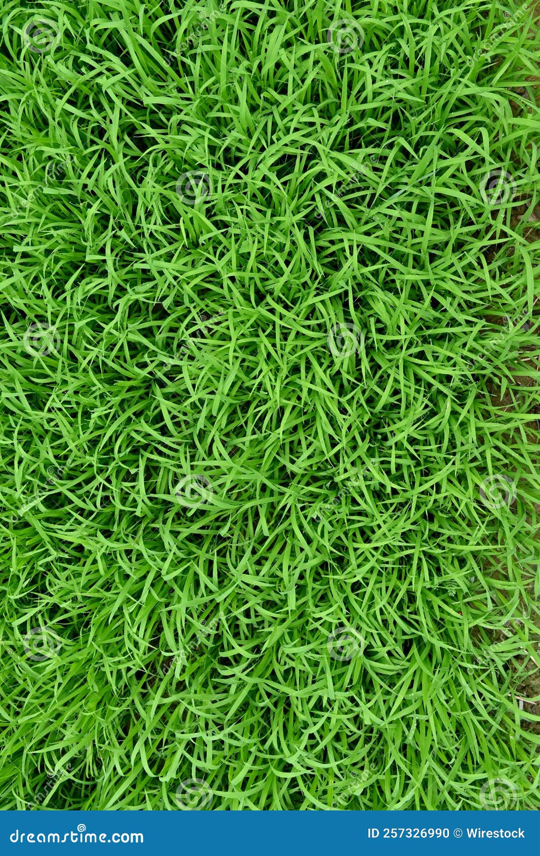 Vertical Shot of Grass Lawn Stock Photo - Image of vertical, summer ... Vertical Shot of Grass Lawn Stock Photo - Image of vertical, summer ...