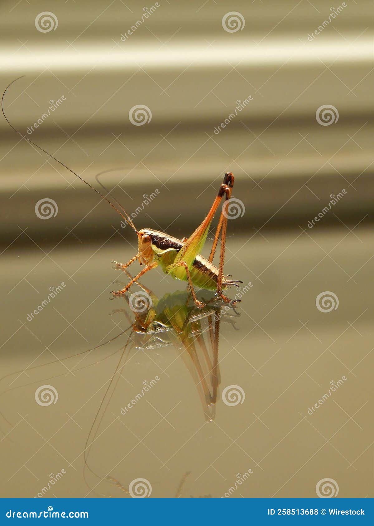 Vertical Shot of Grasshopper on Reflective Surface Stock Photo - Image ...
