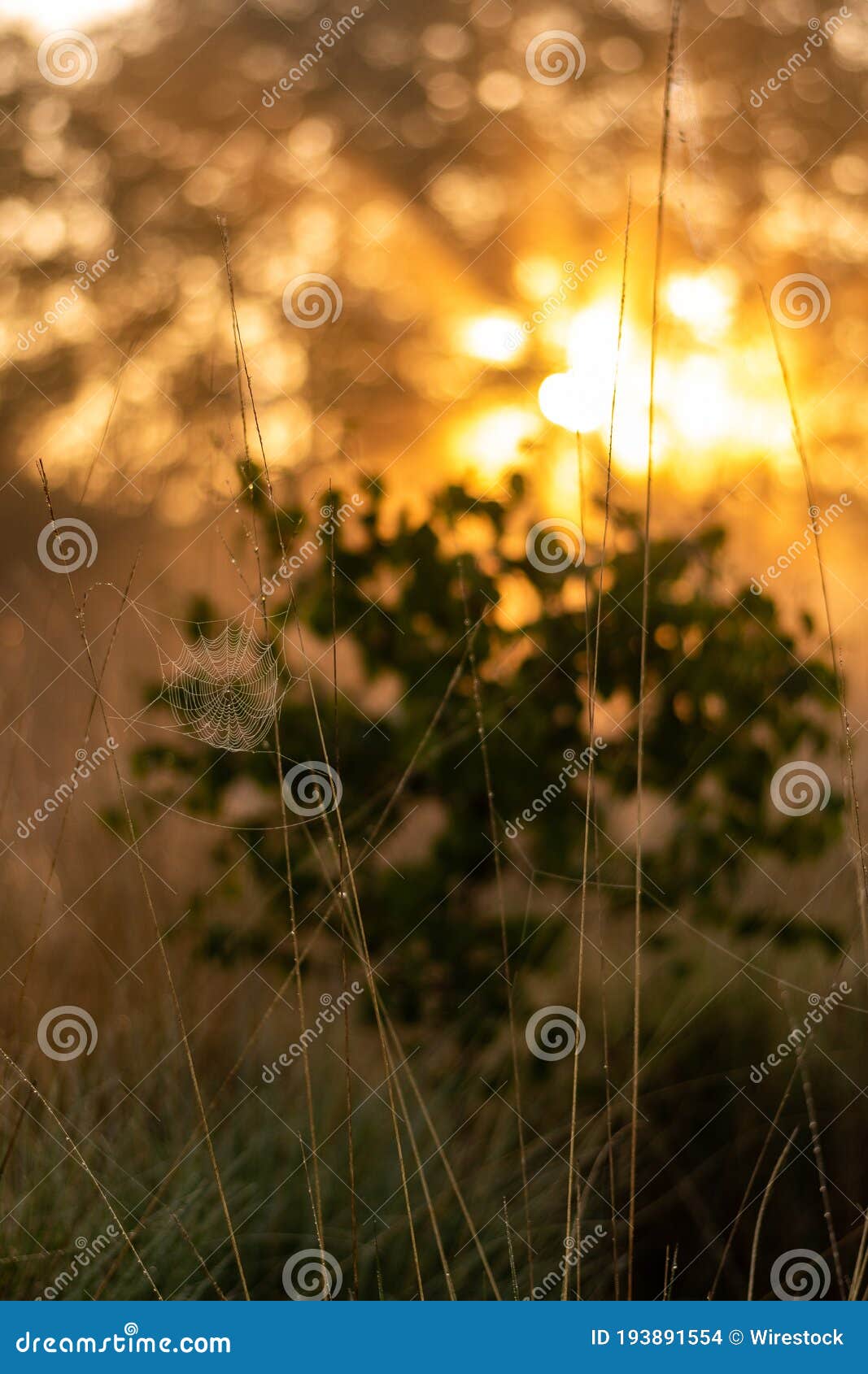 Vertical shot of grassland stock photo. Image of view - 193891554