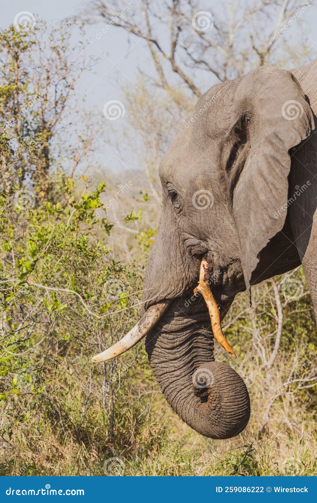 Vertical Shot of a Gray Elephant Chewing on a Broken Twig in a Park ...