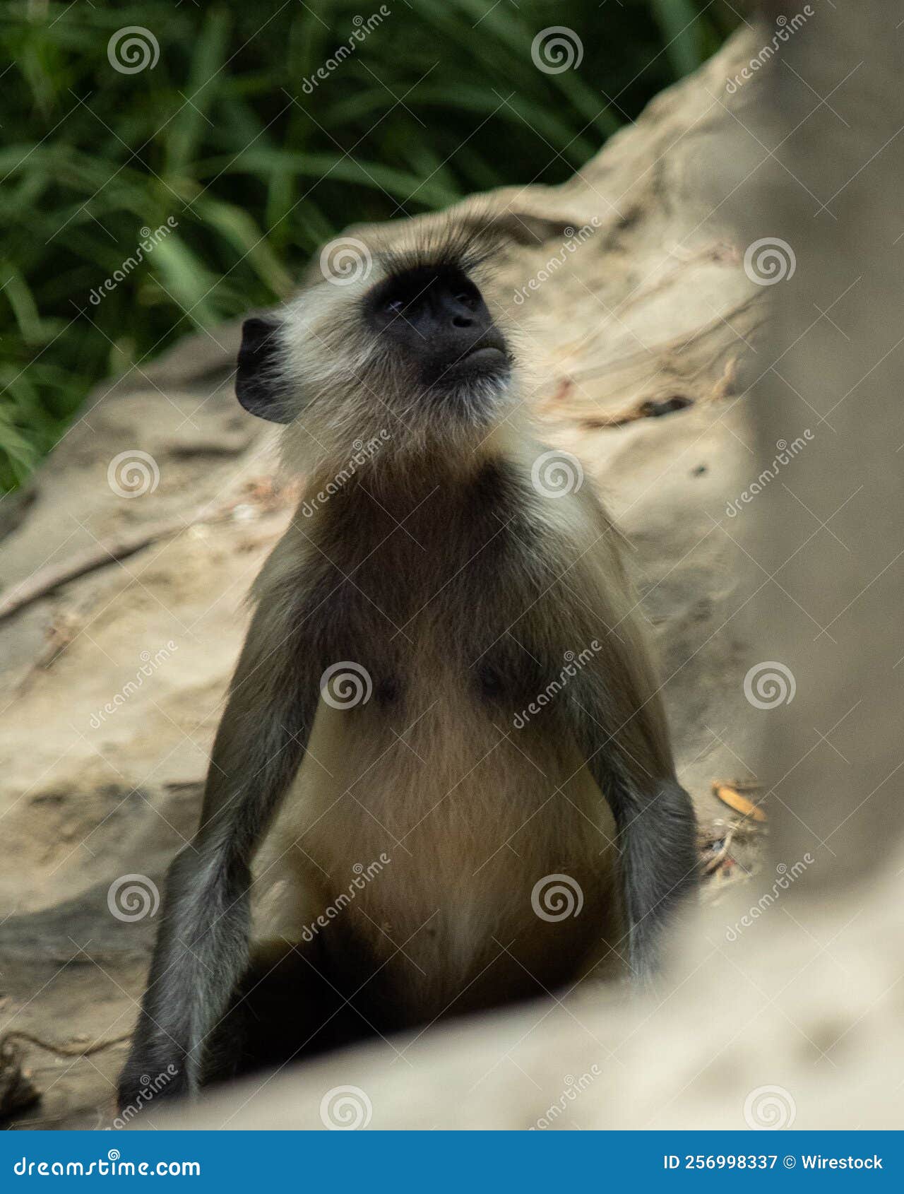 Vertical Shot of a Gray Langur Monkey Sitting on a Rock Looking Up ...