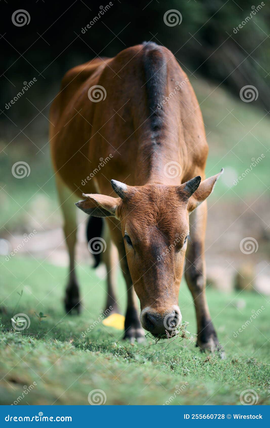 Vertical Shot of a Grazing Cattle Stock Photo - Image of outdoor, farm ...