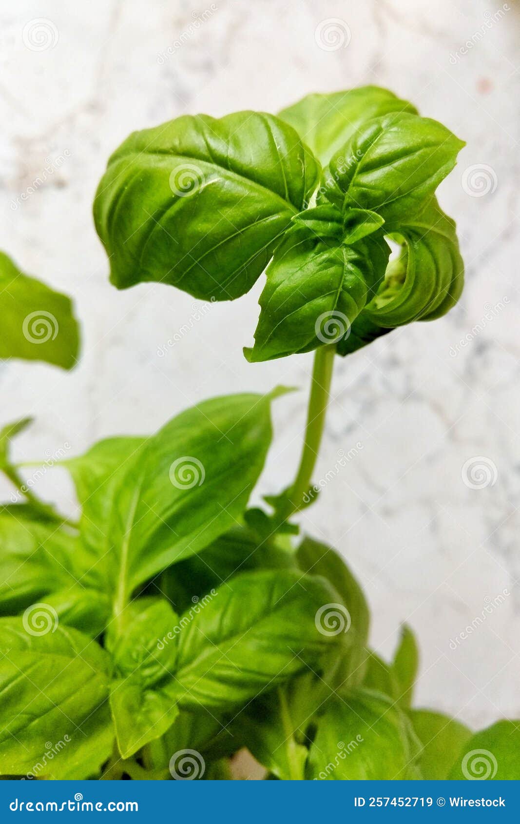 Vertical Shot of Great Basil Growing in the Black Vase Stock Image ...