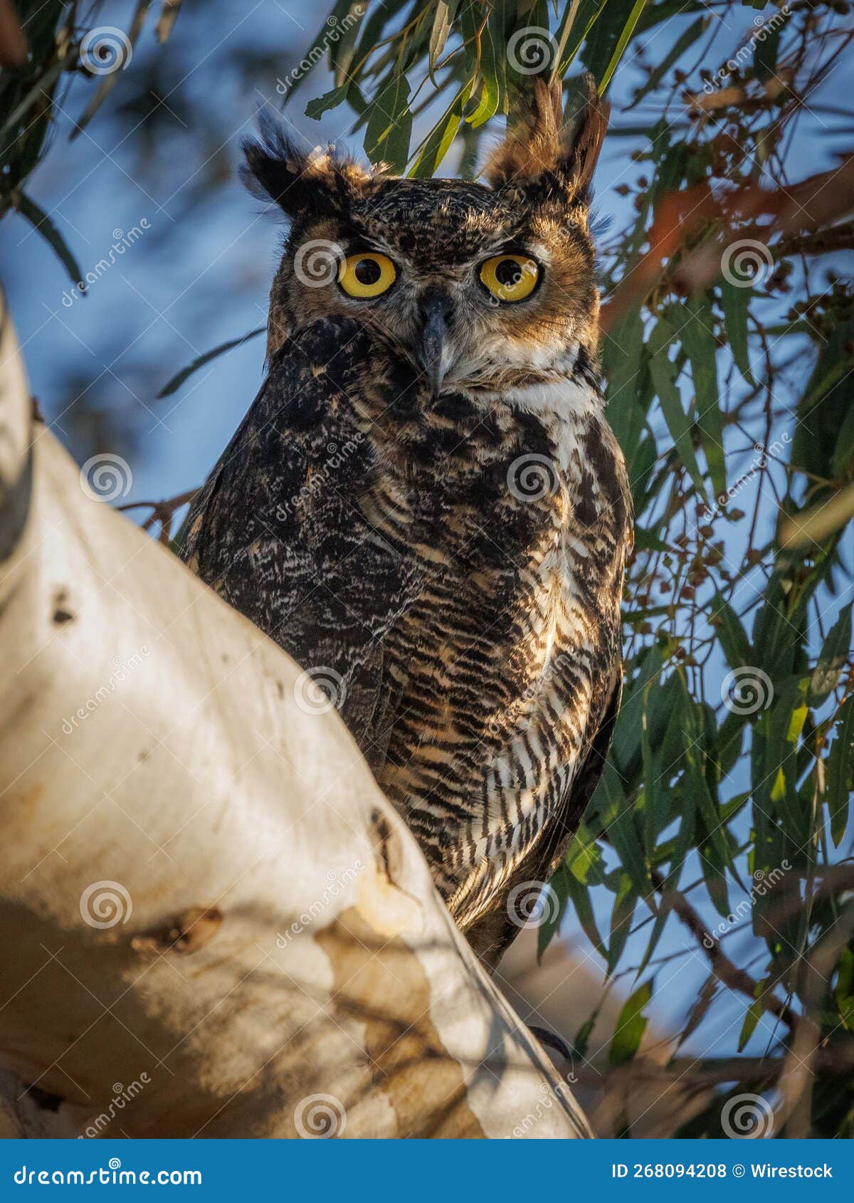Vertical Shot of a Great Horned Owl Perched on the Branch Stock Photo ...
