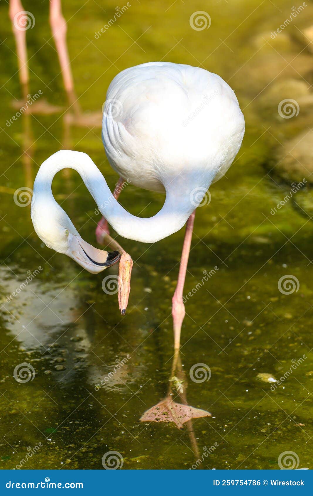 Vertical Shot of a Greater Flamingo in the Lake Stock Photo - Image of ...