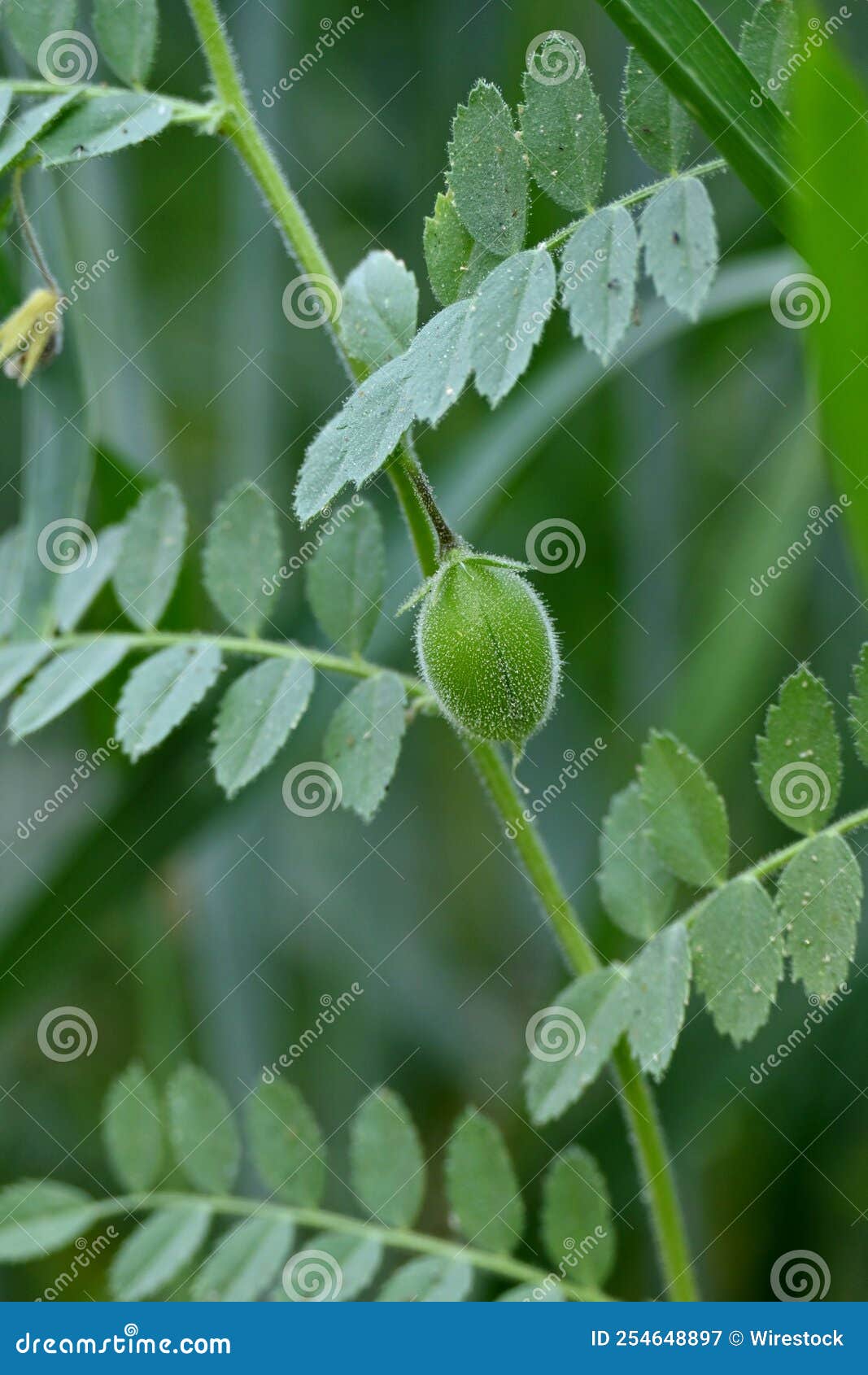Vertical Shot of a Green Chickpea on a Tree Surrounded by Small Leaves ...