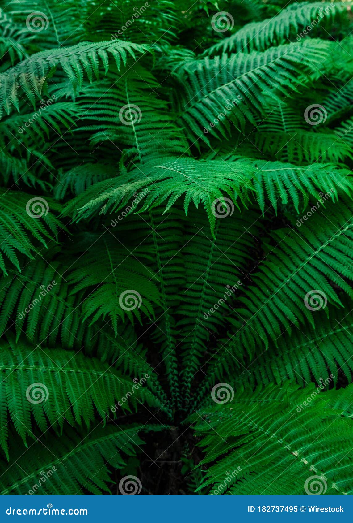 Vertical Shot of Green Ferns in the Forest Stock Image - Image of ...