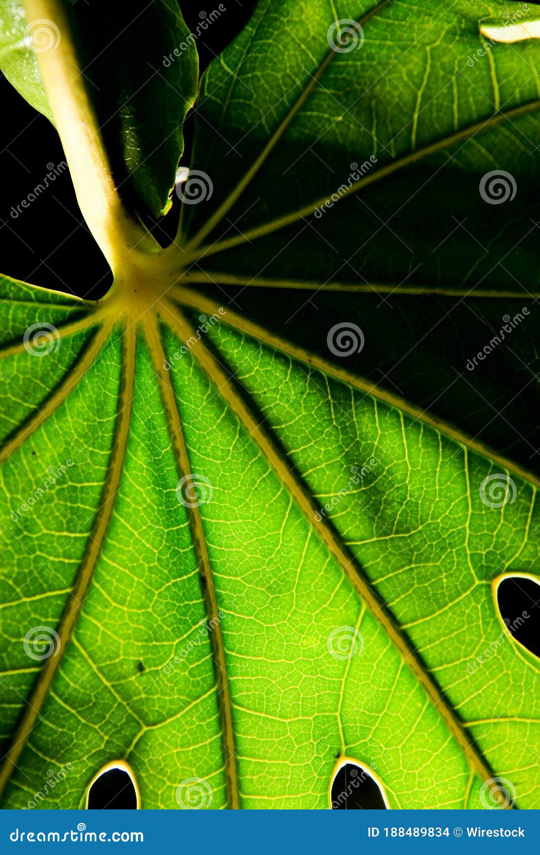 Vertical Shot of a Green Leaf Surrounded by Others Stock Photo - Image ...