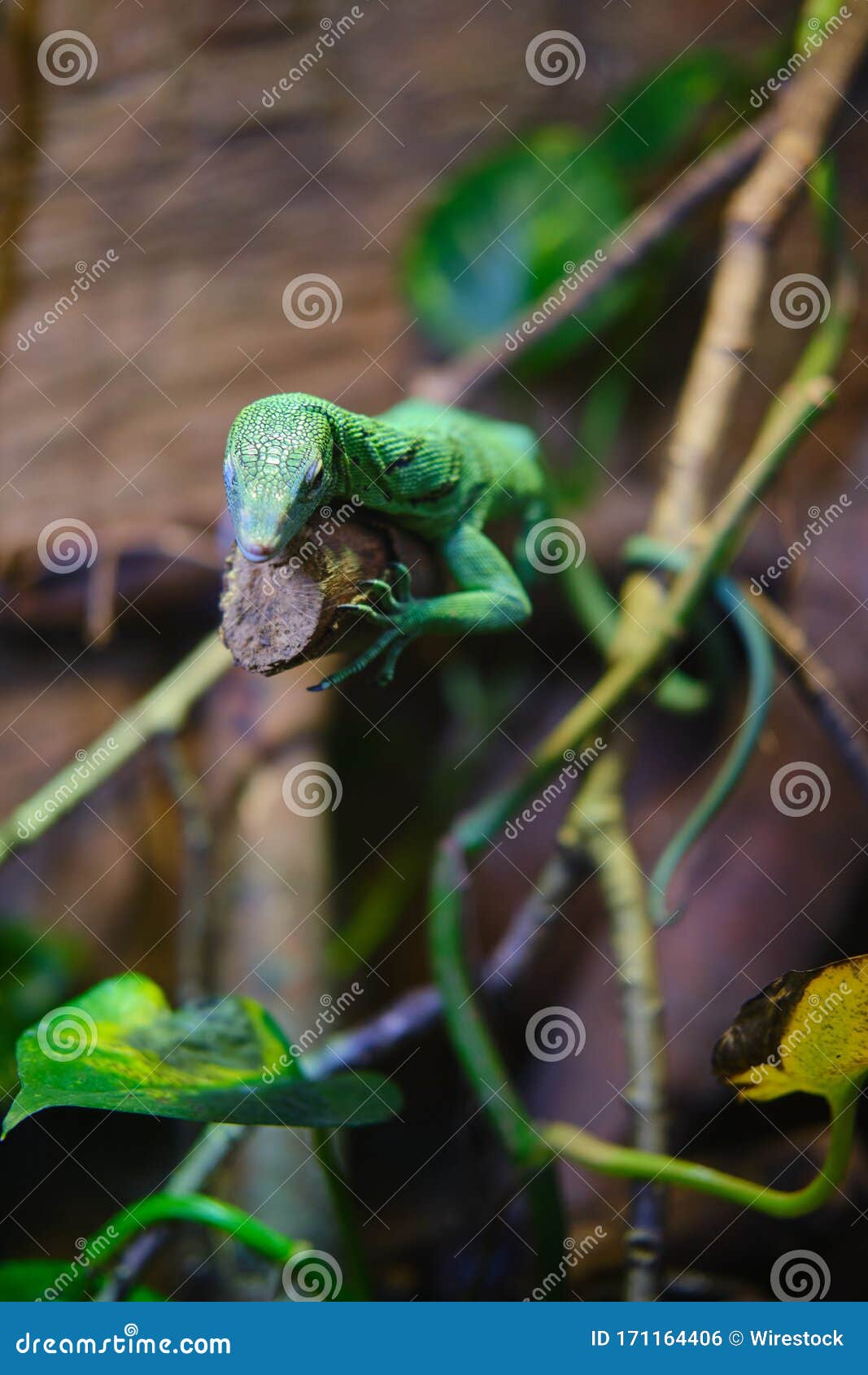 Vertical Shot of a Green Lizard on a Branch of a Tree Stock Photo ...