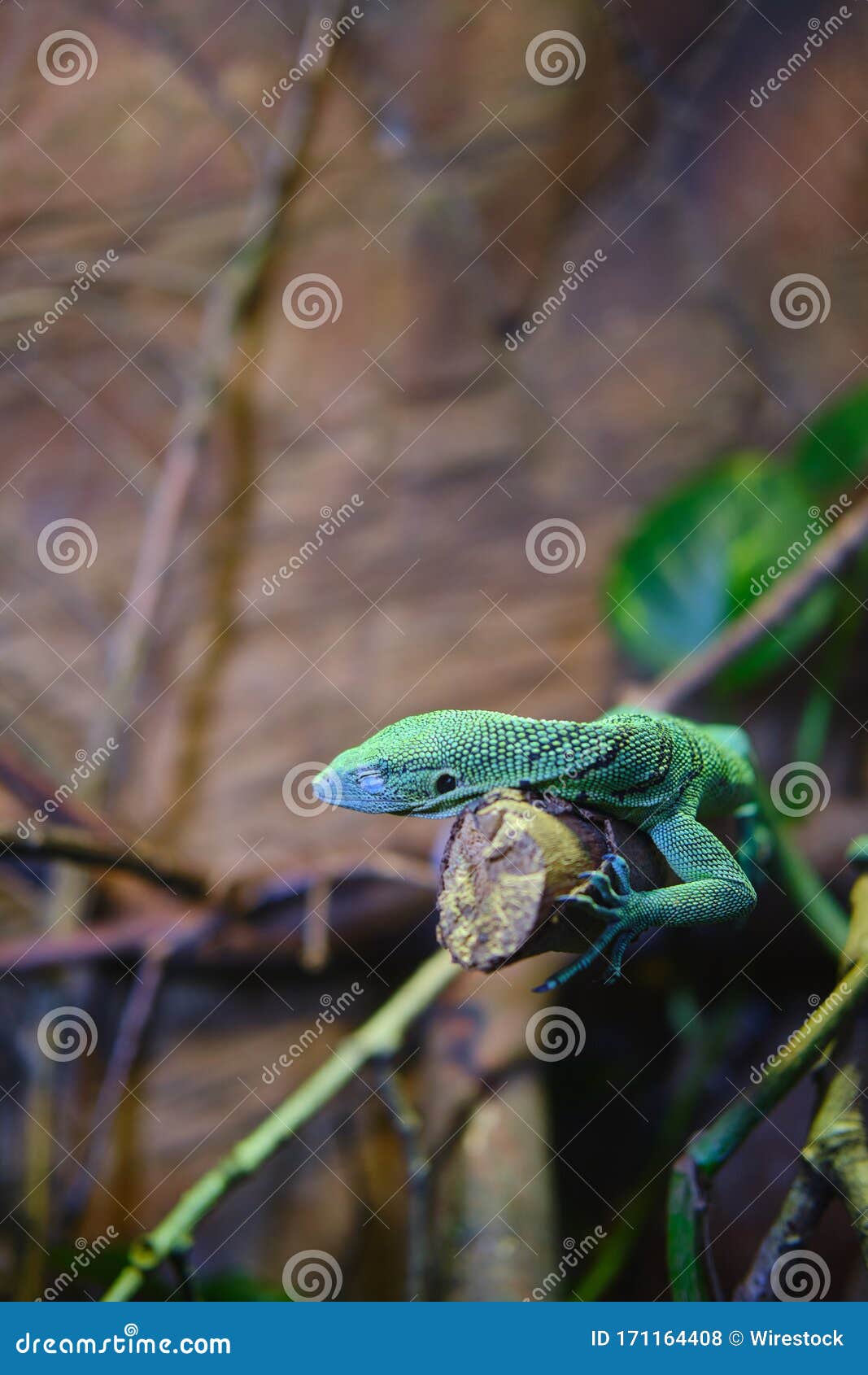 Vertical Shot of a Green Lizard on a Branch of a Tree Stock Photo ...