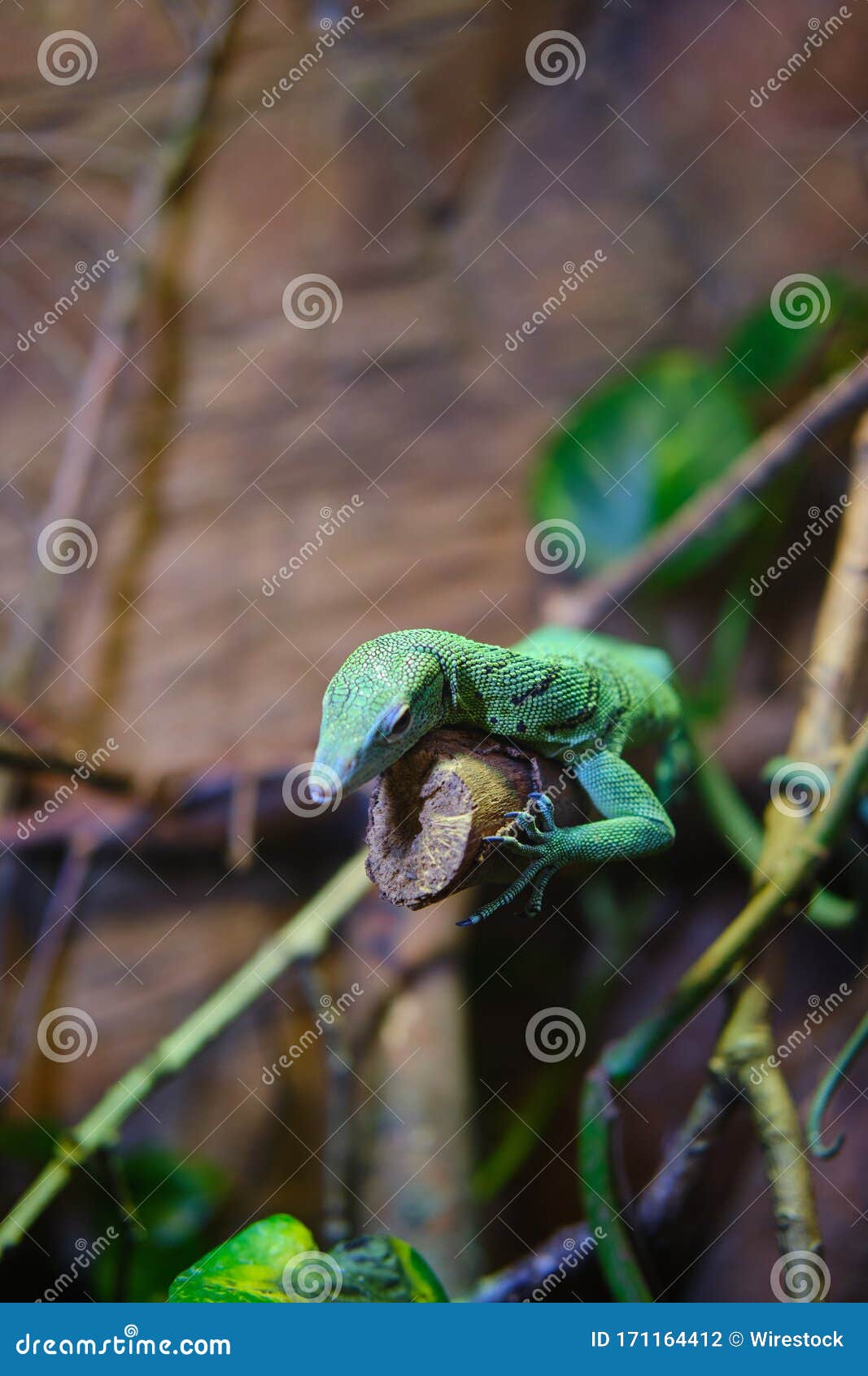 Vertical Shot of a Green Lizard on a Branch of a Tree Stock Photo ...