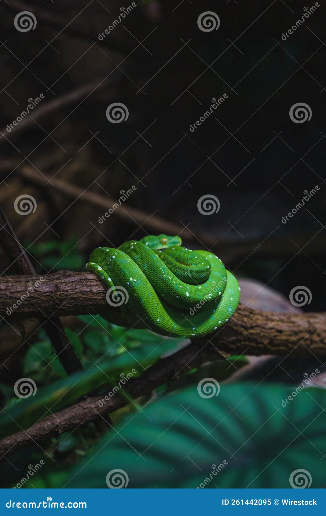 Vertical Shot of a Green Tree Python (Morelia Viridis) Resting on a ...