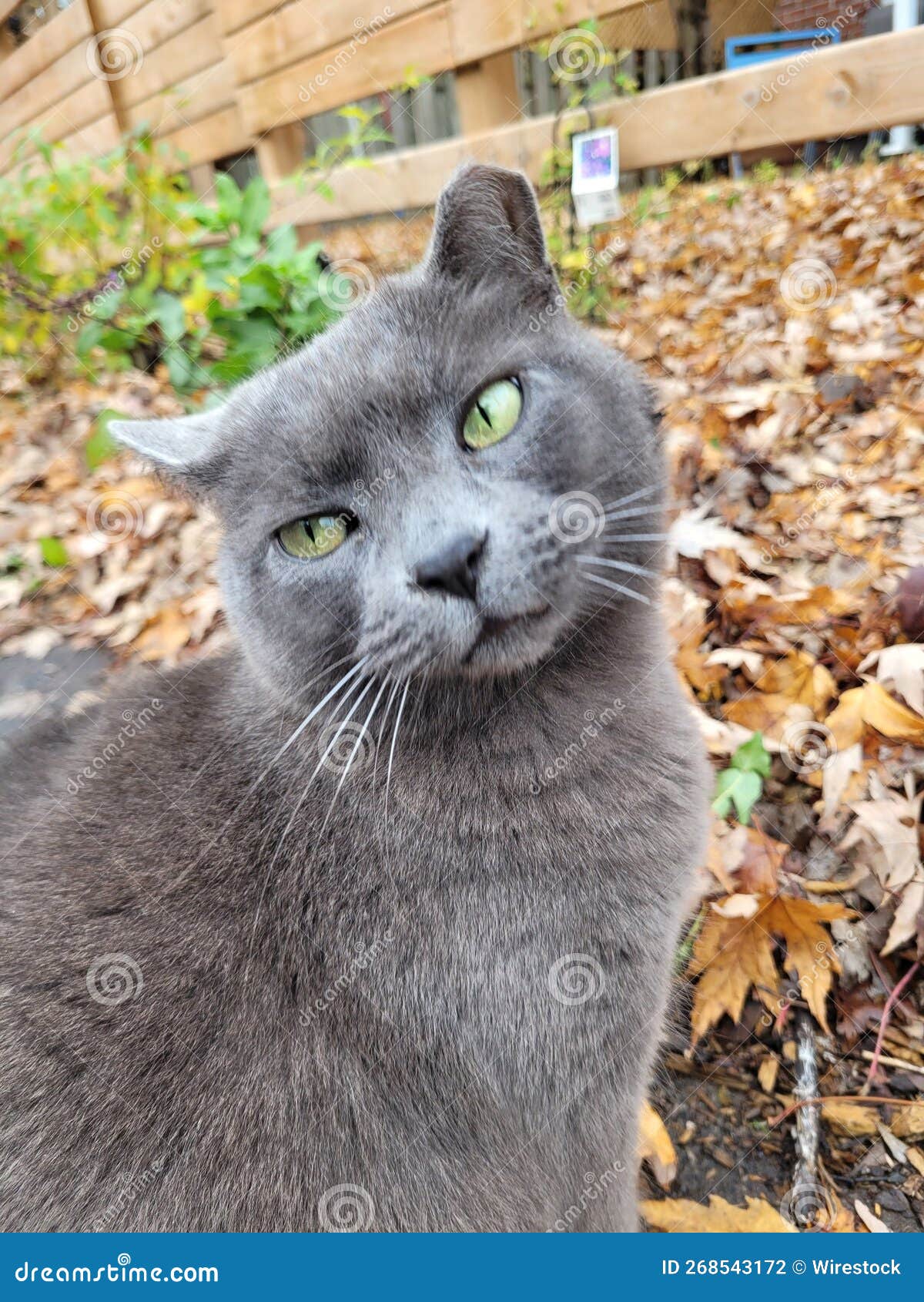 Vertical Shot of a Grey Cat Sitting Outdoors Stock Photo - Image of ...