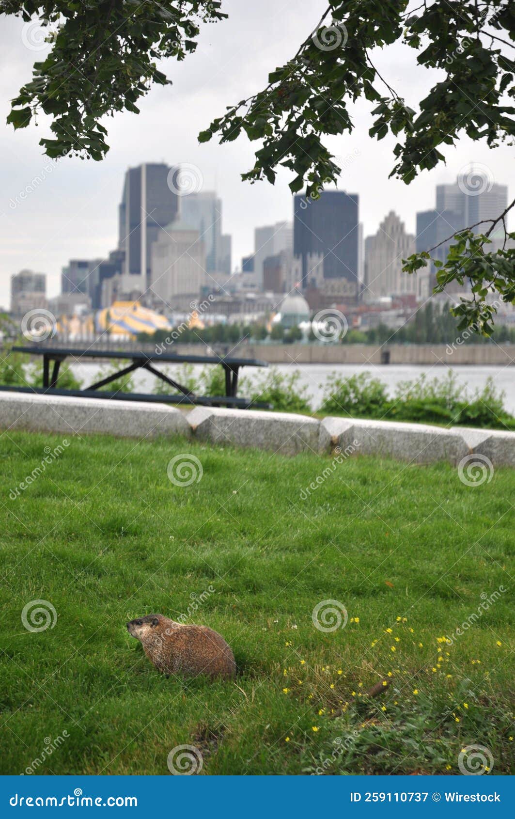 Vertical Shot of a Ground Hog in Front a Skyline Montreal Stock Image ...