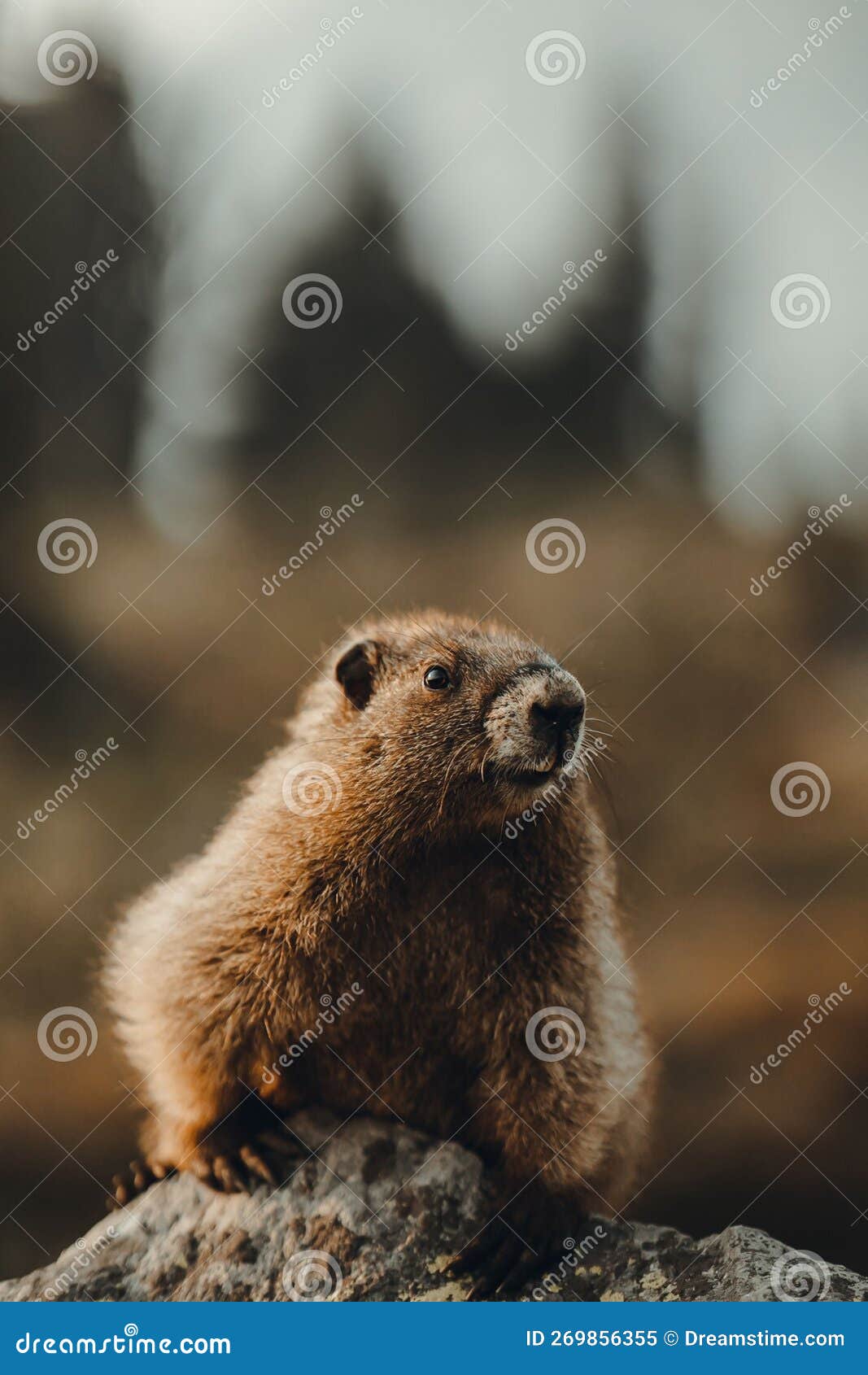 Vertical Shot of a Groundhog Standing on a Rock with Blurred Background ...