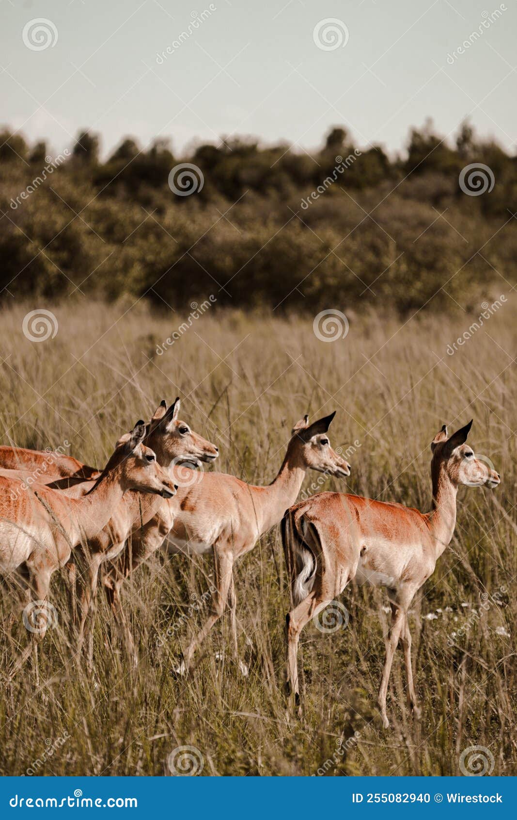 Vertical Shot of a Group of Antelopes in the Field in Daylight Stock ...