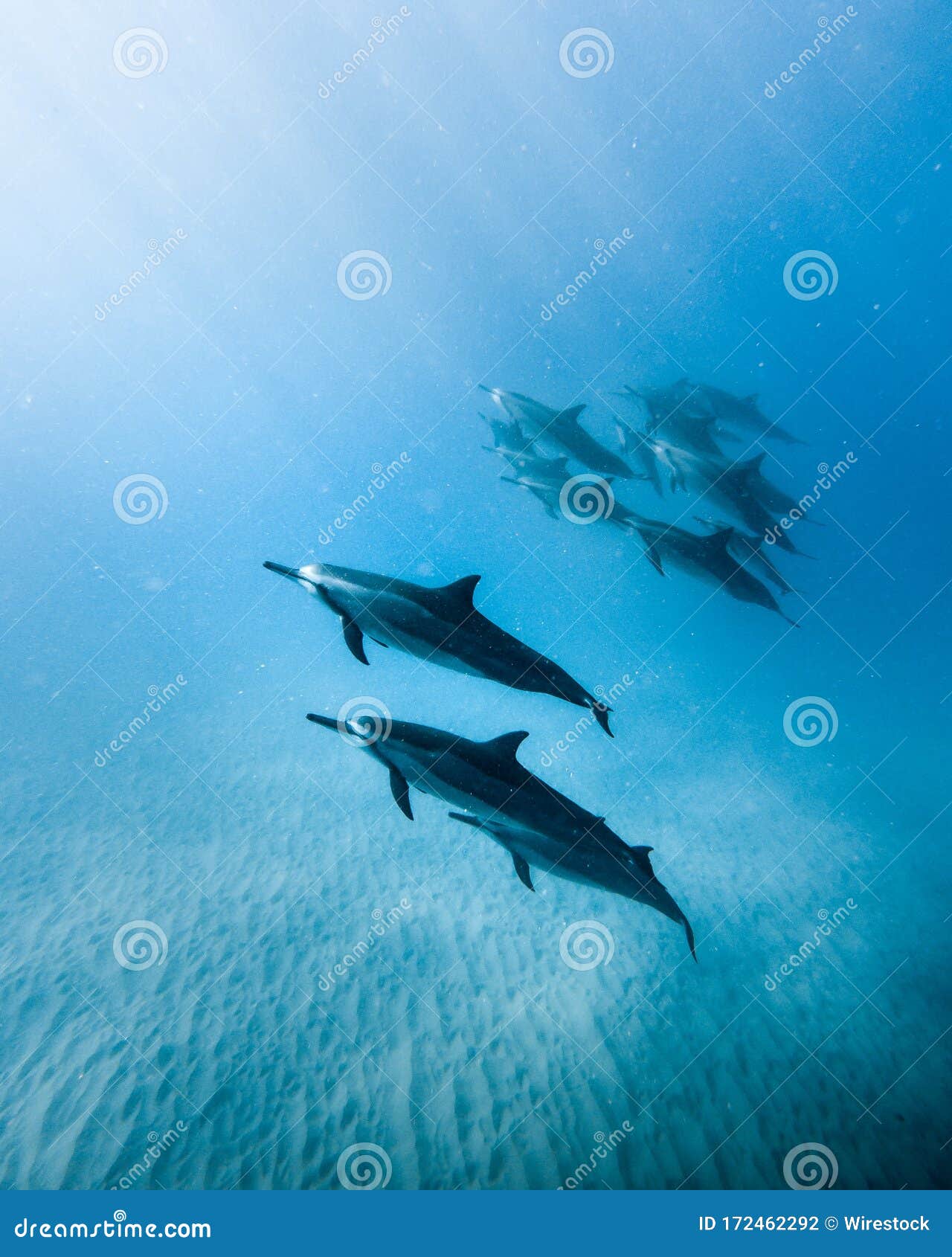 Vertical Shot of a Group of Common Bottlenose Dolphin Swimming in the ...