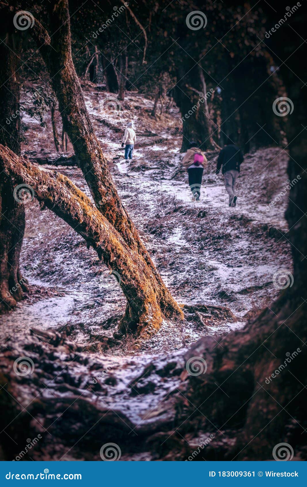 Vertical Shot of a Group of People Trekking in the Woods Stock Image ...
