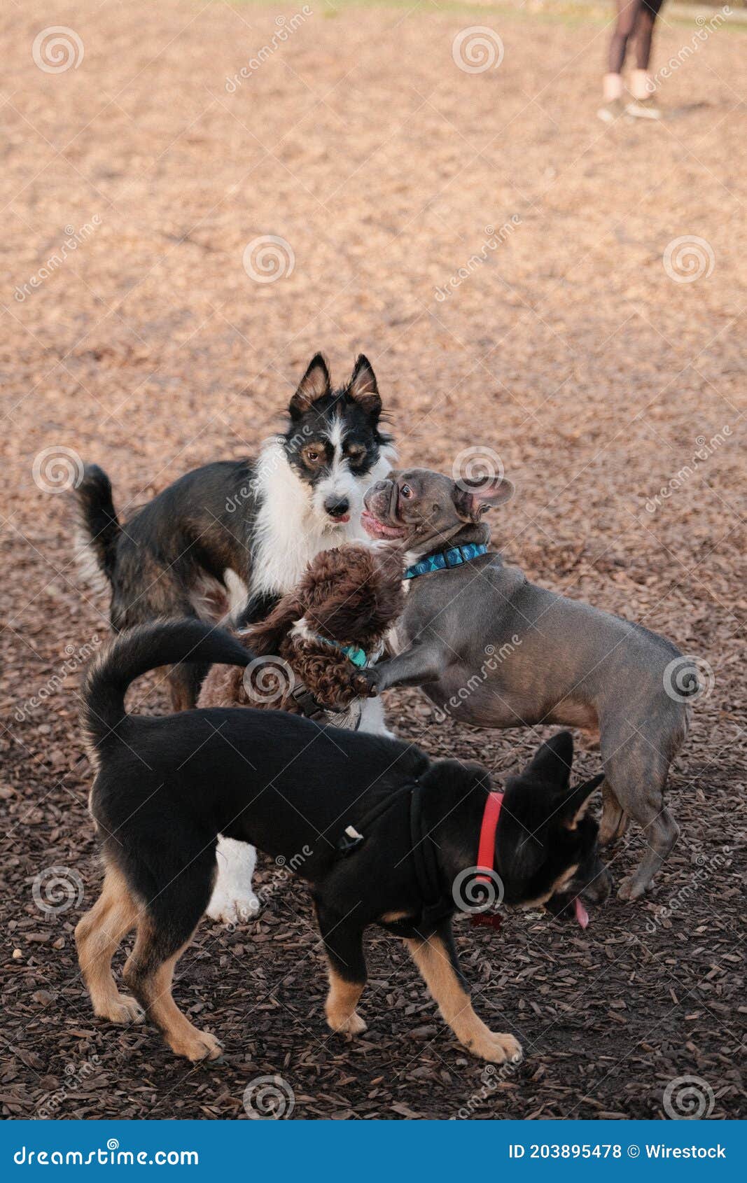 Vertical Shot of a Group of Puppies Playing at a Dog Park Stock Photo ...
