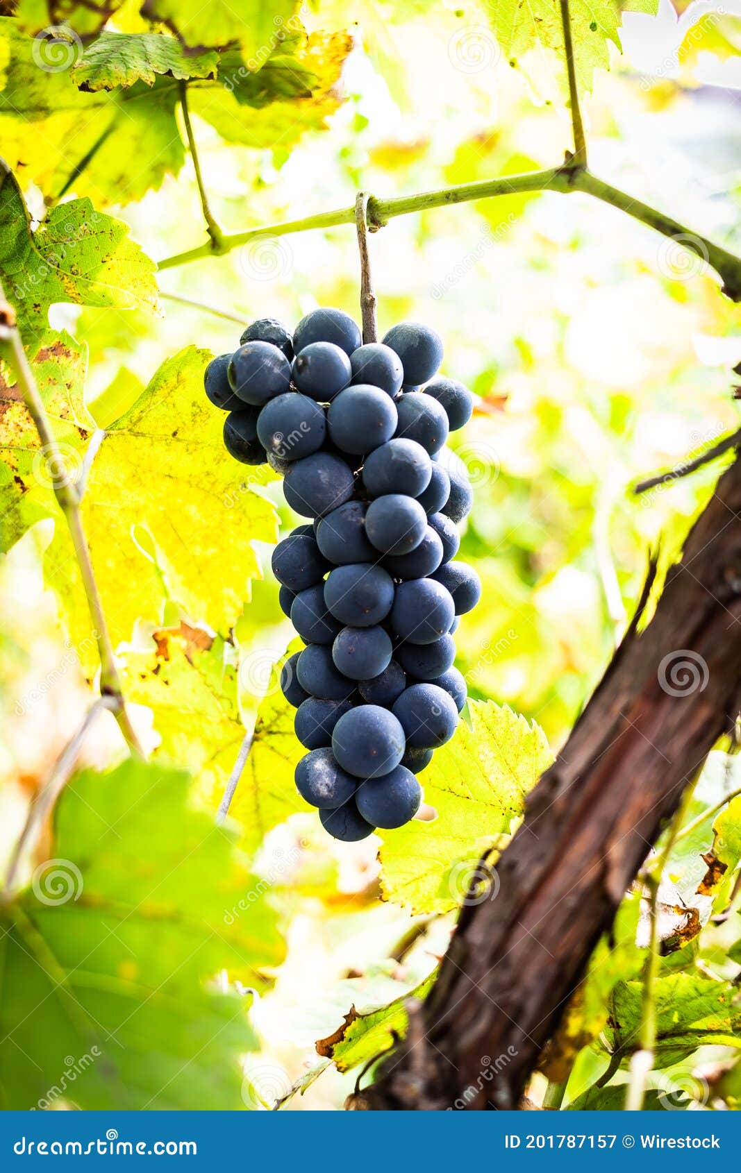 Vertical Shot of Growing Grapes on the Vines at Daylight Stock Image ...