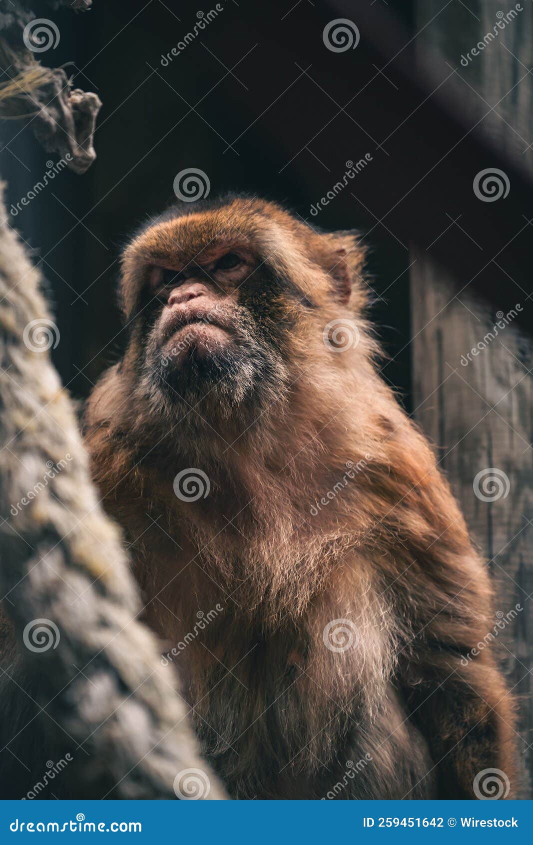 Vertical Shot of a Grumpy Monkey in Captivity Stock Photo - Image of ...