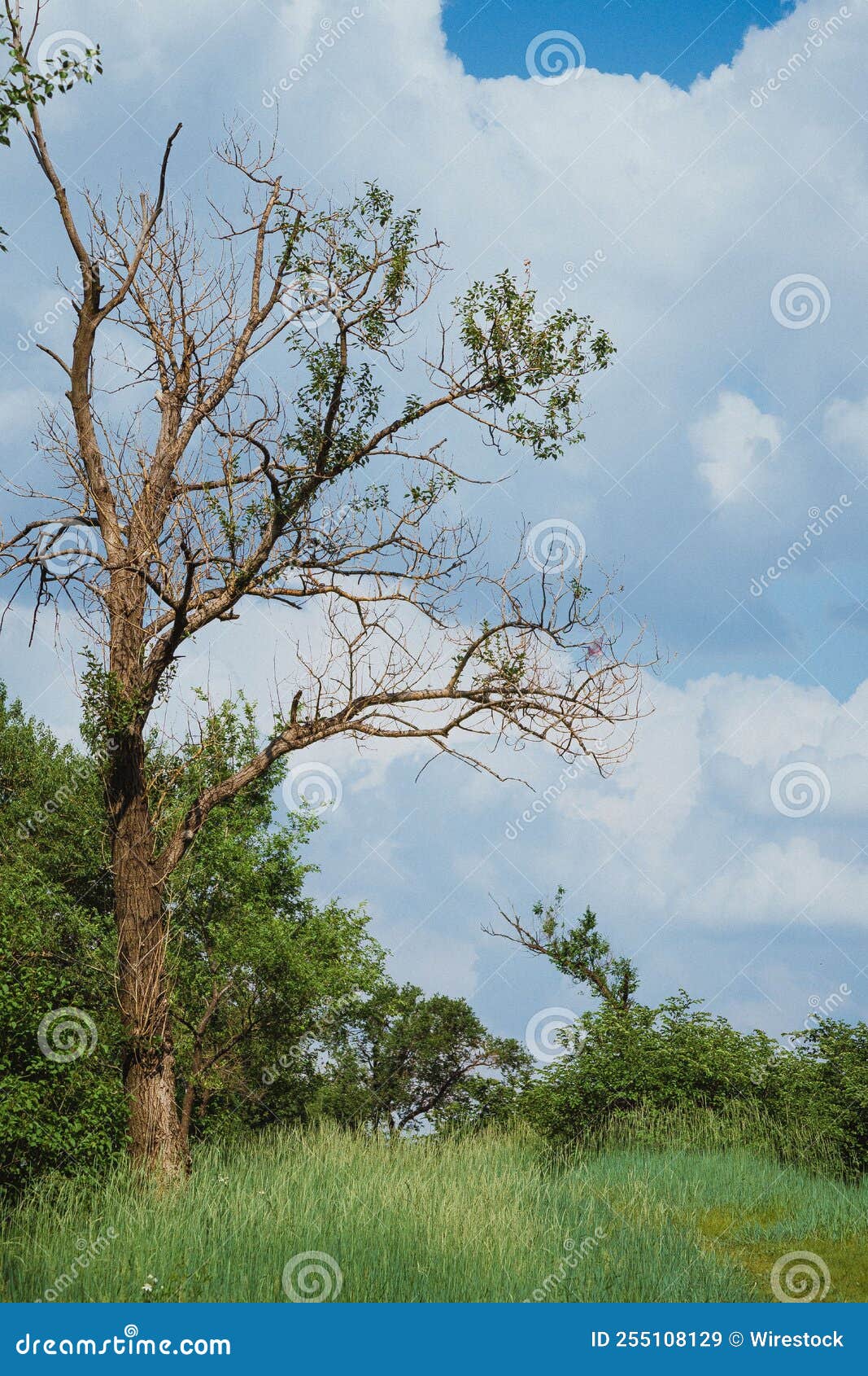 Vertical Shot of a Half-dried Tree in a Cloudy Field Stock Image ...