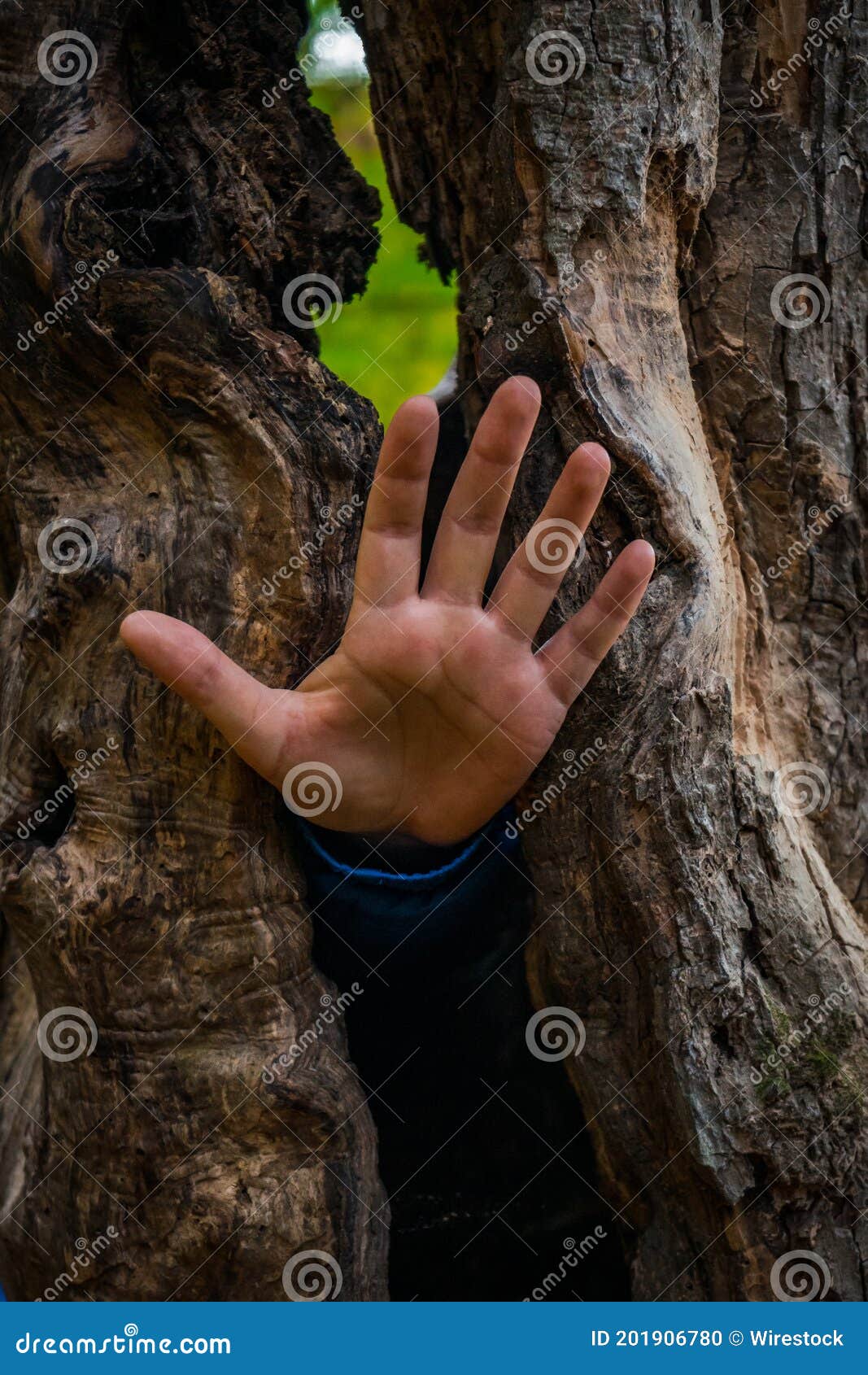 Vertical Shot of a Hand Stuck between Trunks Stock Photo - Image of ...