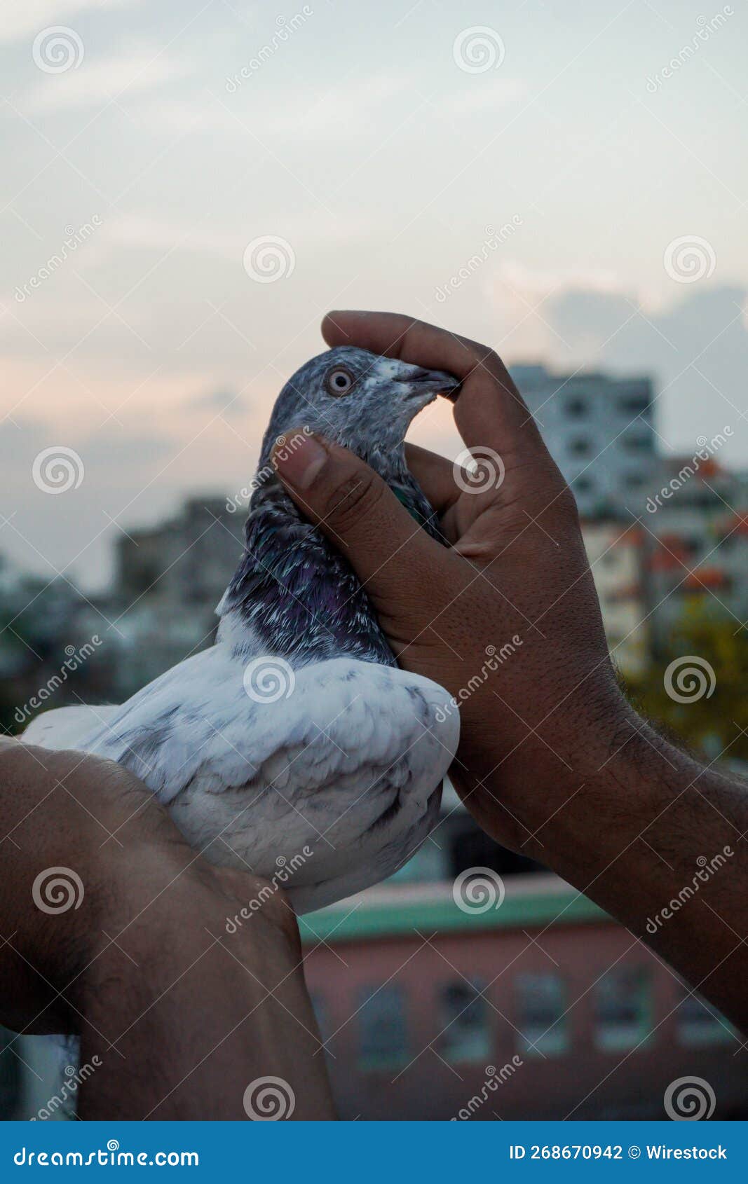 Vertical Shot of Hands Holding a Pigeon on Urban Background Stock Photo ...