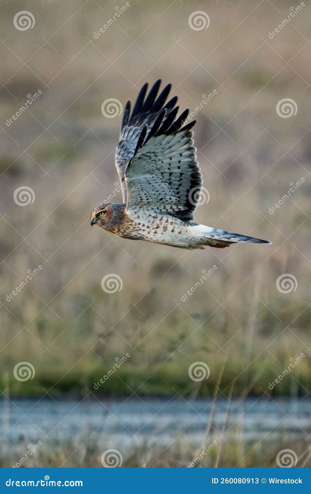 Vertical Shot of a Hawk in Flight Stock Image - Image of hawk, feather ...