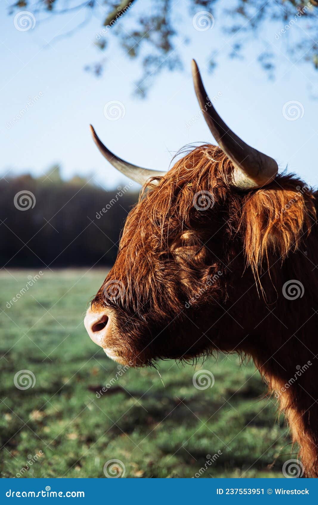 Vertical Shot of the Head of a Bull on the Pasture Stock Image - Image ...