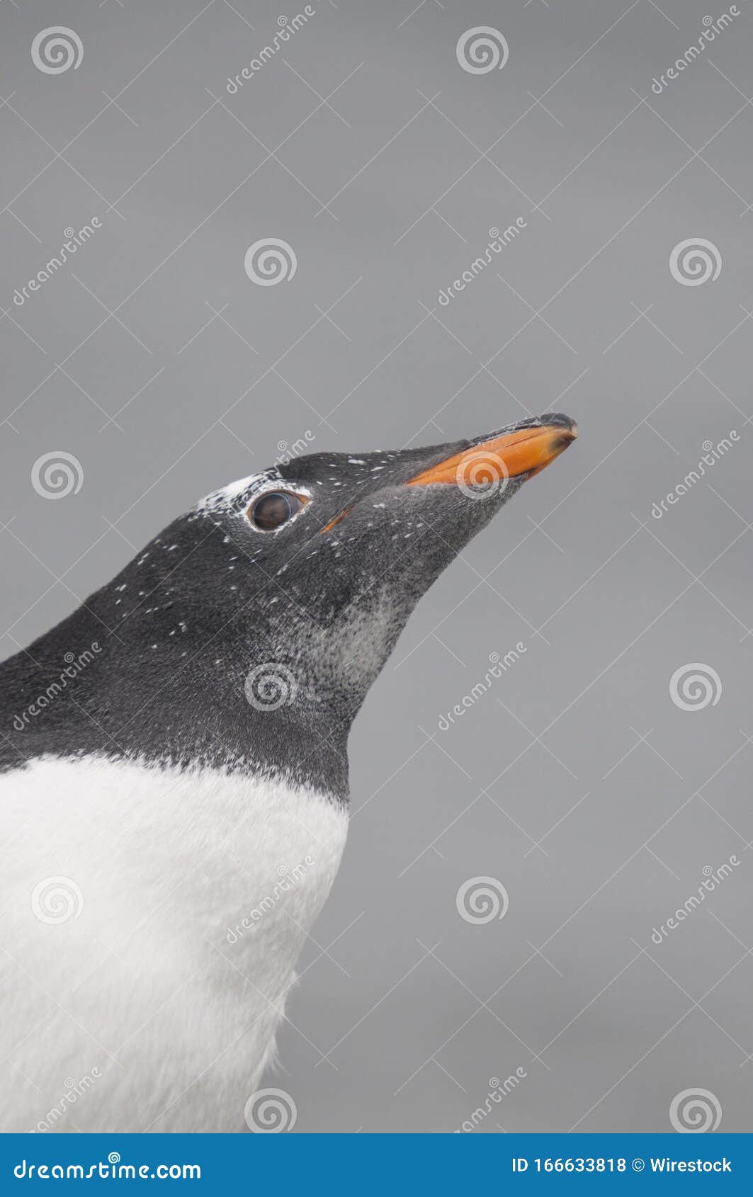 Vertical Shot of the Head of a Gentoo Penguin on a Gray Background ...