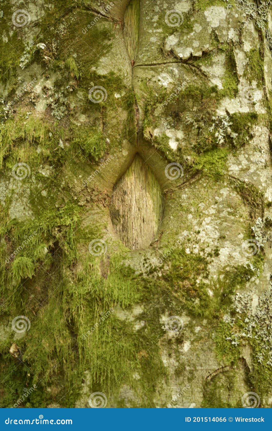 Vertical Shot of a Healed Tree Wound on a Mossy Tree Trunk Stock Photo ...