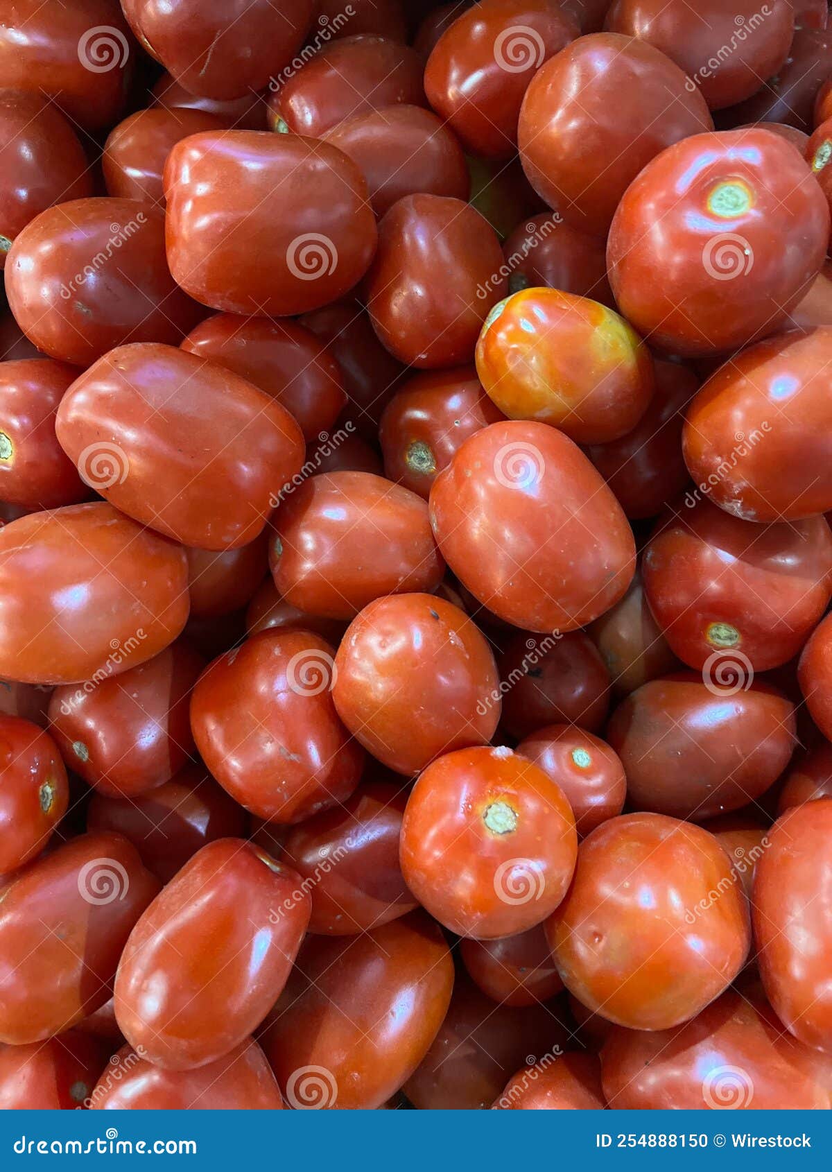 Ziziphus Fruit One Whole, Close-up Macro View, Isolated On White ...