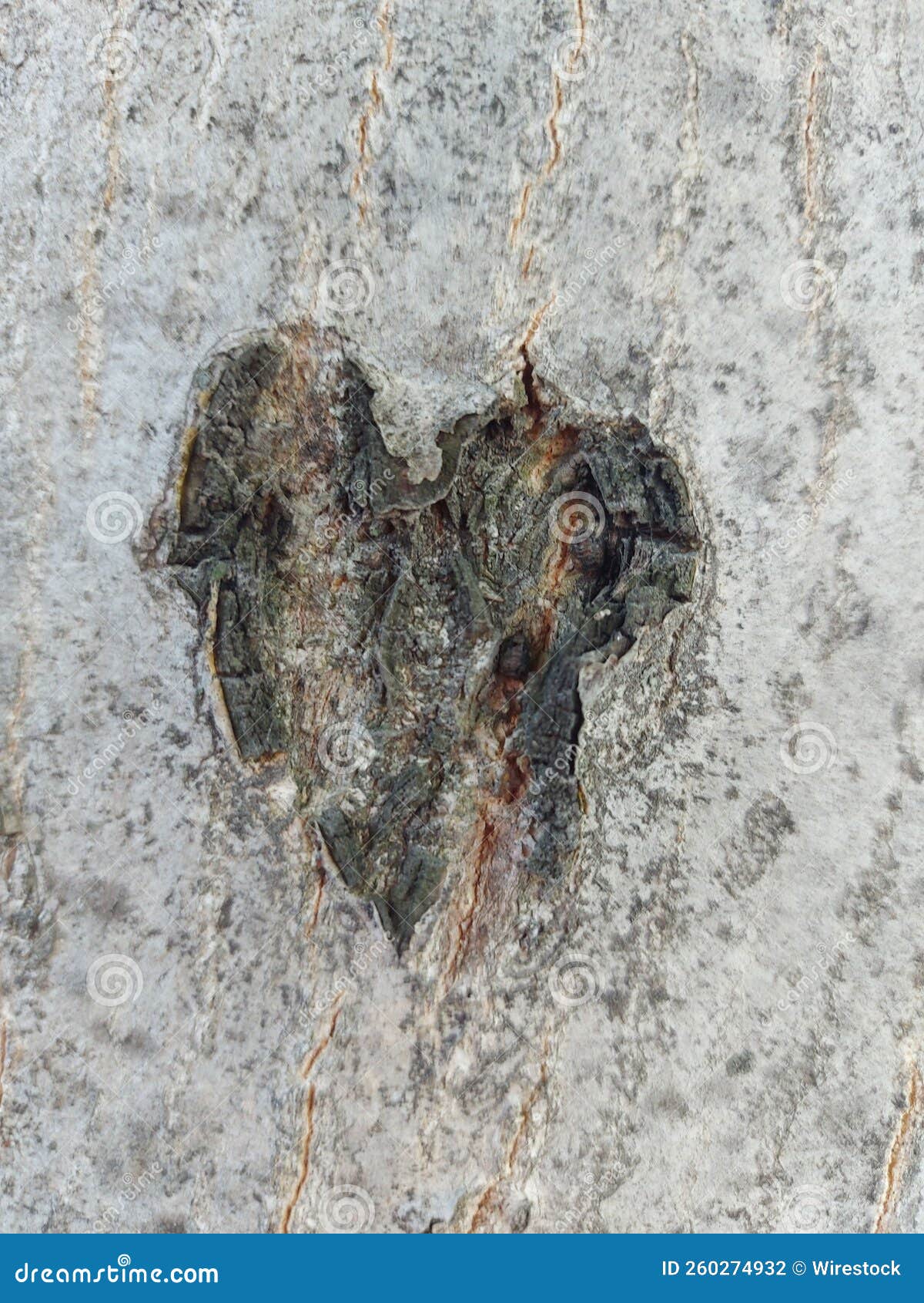 Vertical Shot of a Heart Shape on a Tree Bark Stock Photo - Image of ...