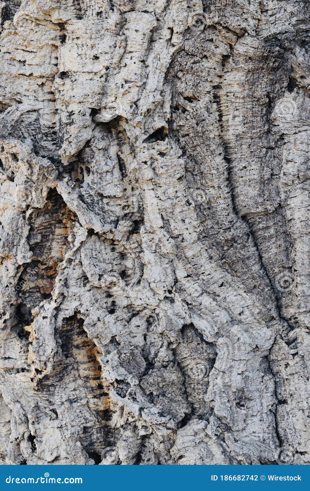 Vertical Shot of Heavy and Thick Wavy Textured Tree Bark Stock Photo ...