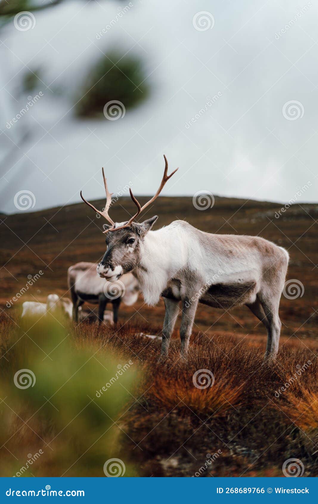 Vertical Shot of a Herd of Mountain Reindeer (Rangifer Tarandus ...