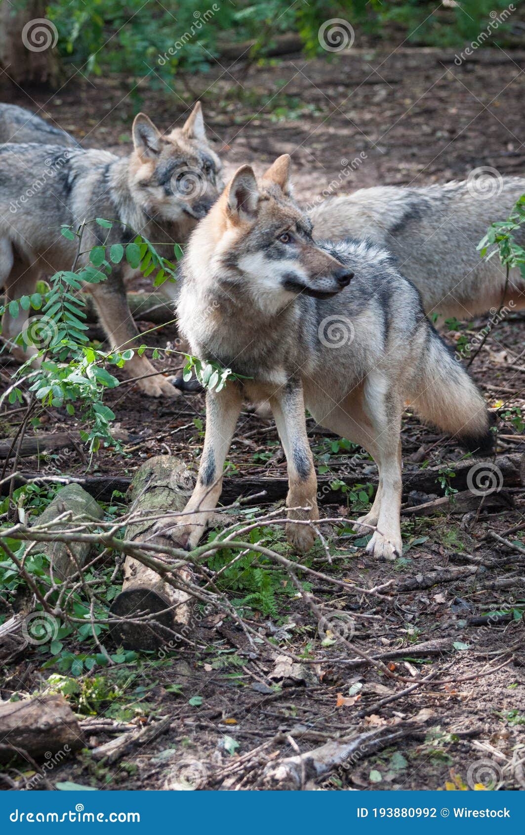 Vertical Shot of a Herd of Wolves Captured in the Middle of a Forest ...
