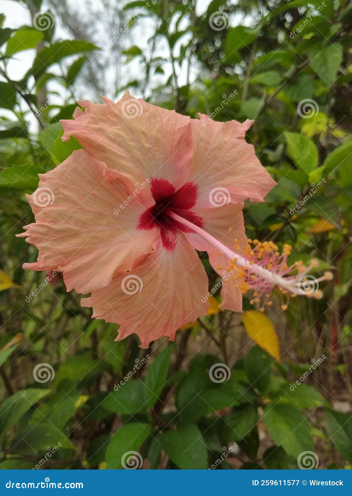 Vertical Shot of a Hibiscus Plant in the Garden Stock Illustration ...