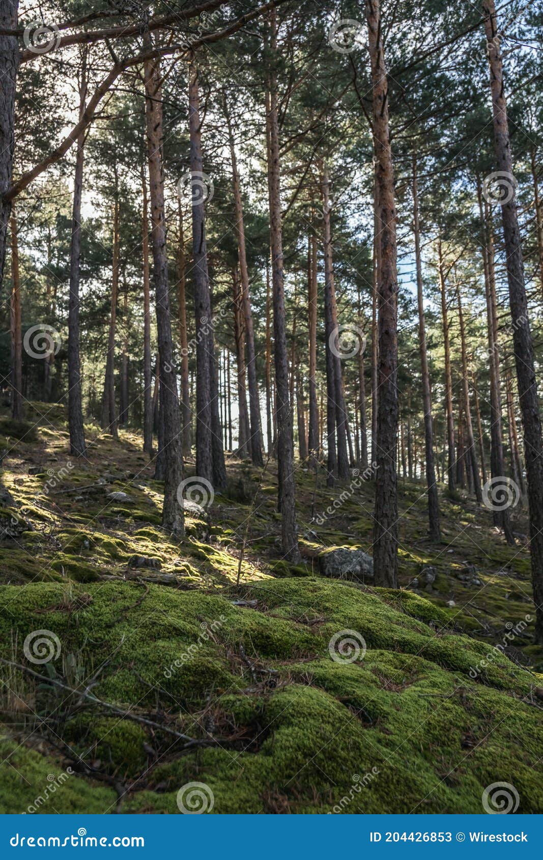 Vertical Shot of High Trees in the Forest Stock Image - Image of ...