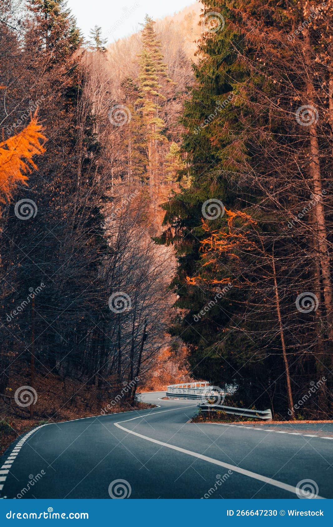 Vertical Shot of a Highway Road between Pine Trees Stock Photo - Image ...