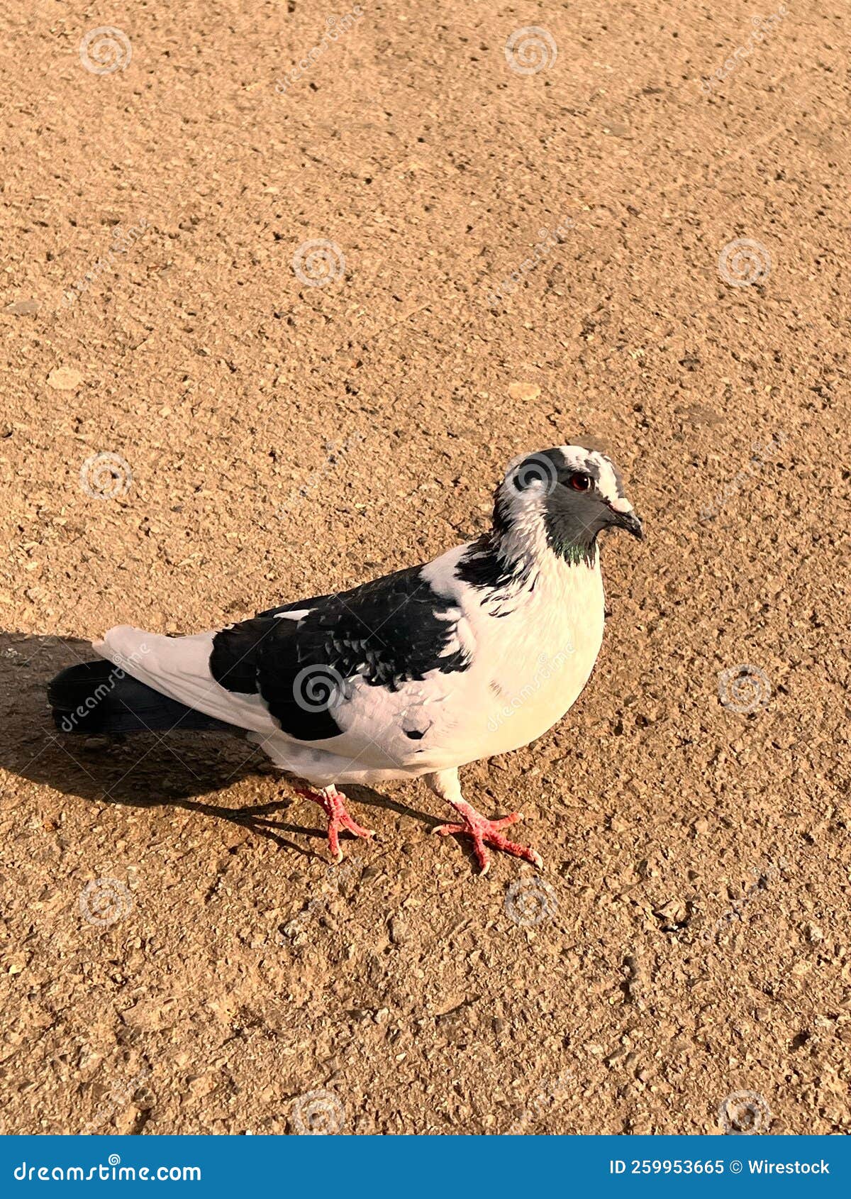 Vertical Shot of a Hill Pigeon Standing on a Pavement Ground Stock ...